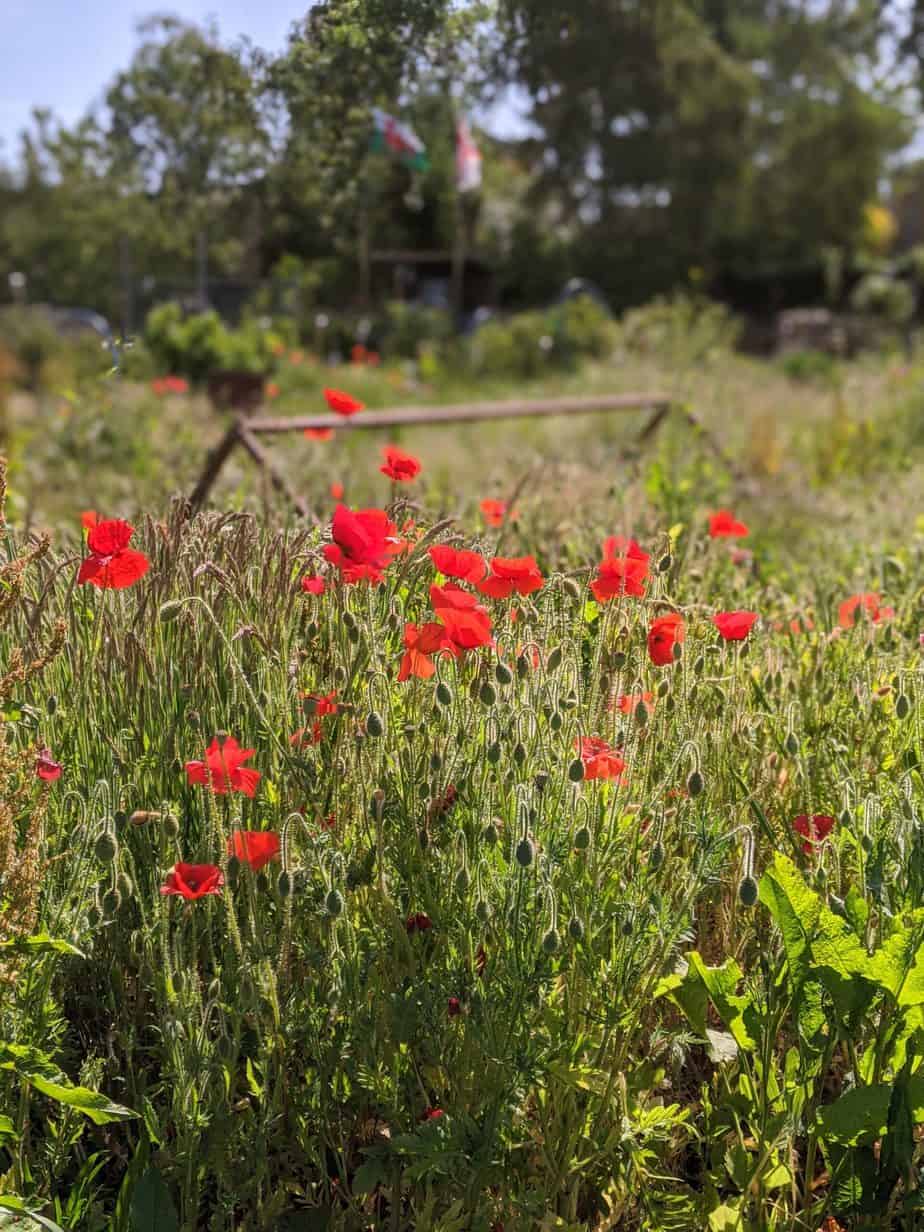 7 Allotment Ideas For Total Beginners | Grow Your Own Vegetables